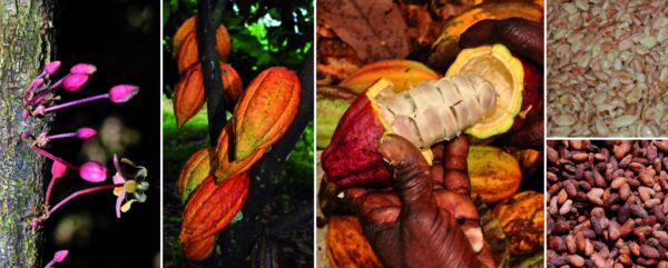 Organic and fair trade cocoa beans